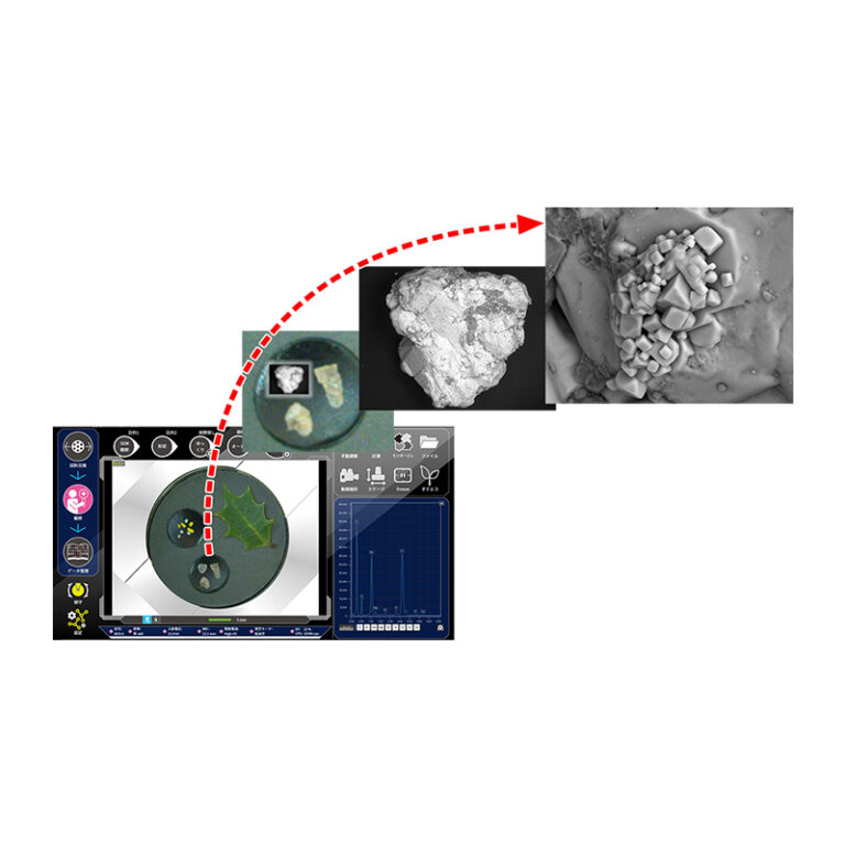JEOL : JCM-7000 NeoScope™ Benchtop Scanning Electron Microscope - BECTHAI